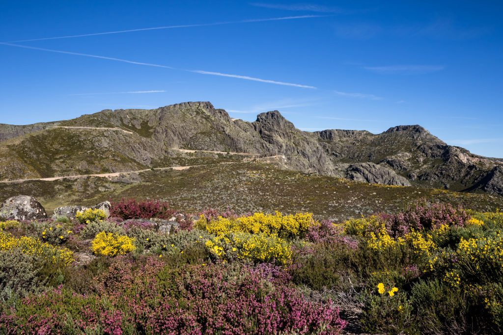 Guardians of Nature - BUSINESS as NATURE